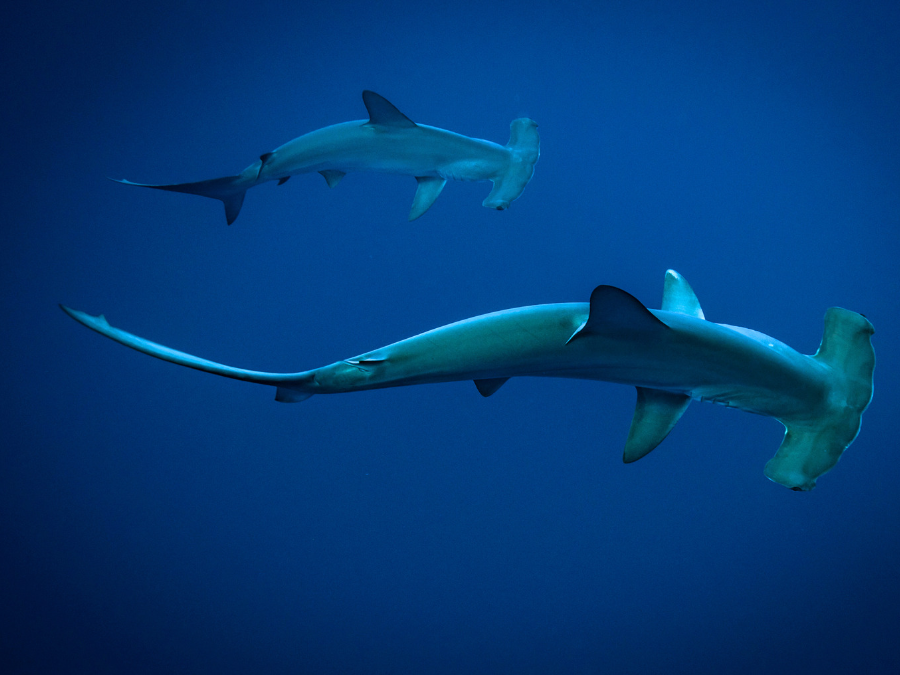 Brothers Daedalus Elphinstone