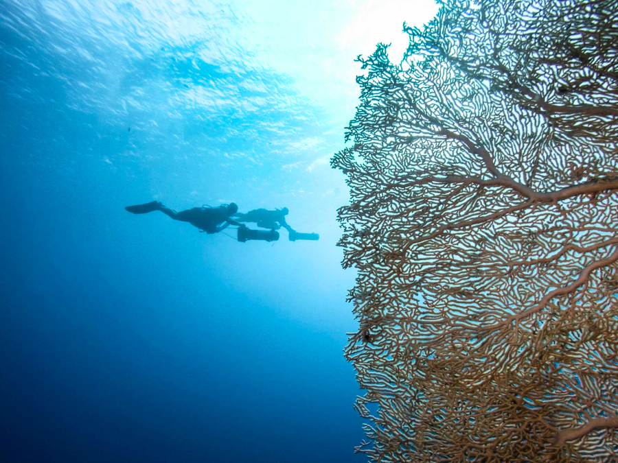 Brothers Daedalus Elphinstone