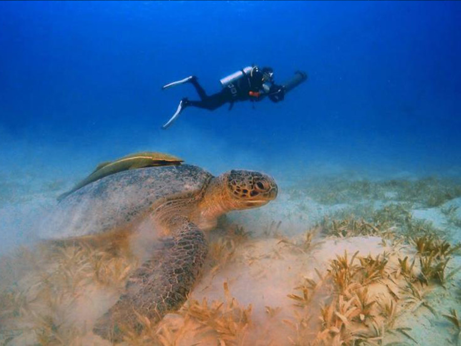 Rocky Zabargad St John's